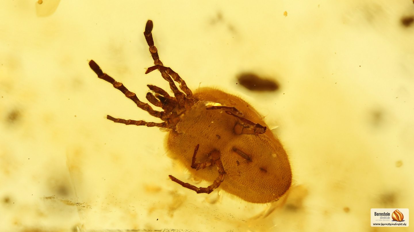 Zecke (Ixodida) als Inkluse, Zecke als Rarität im Burma Bernstein